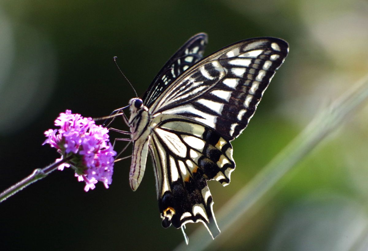 ナミアゲハ 21 | GANREF