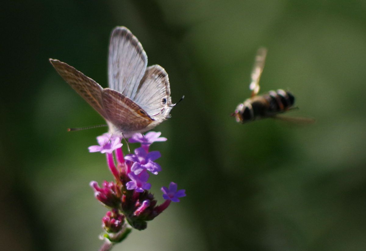 ウラナミシジミ 7 | GANREF