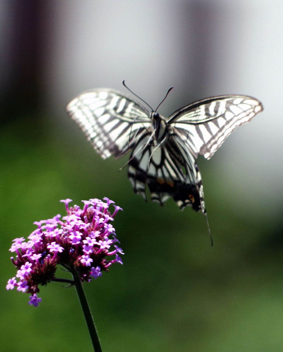 ナミアゲハ 28 | GANREF