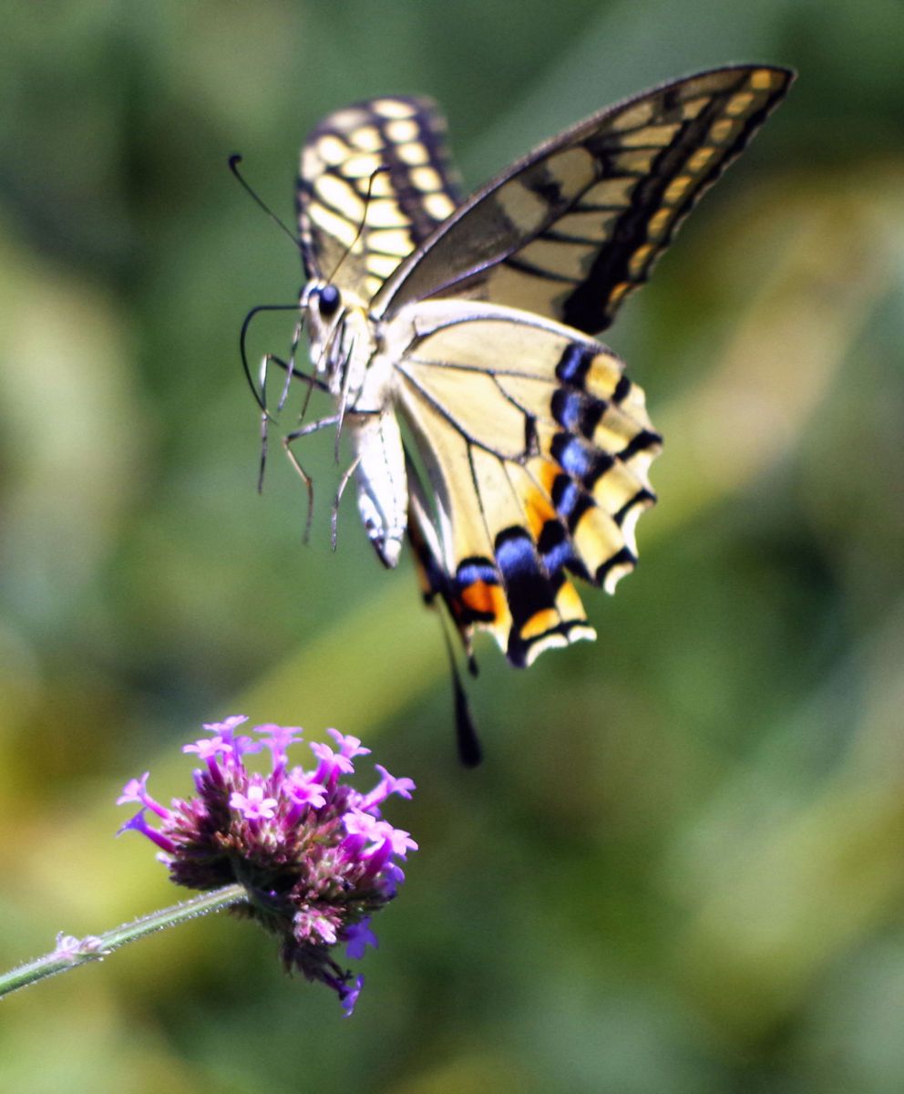 キアゲハ 6 | GANREF