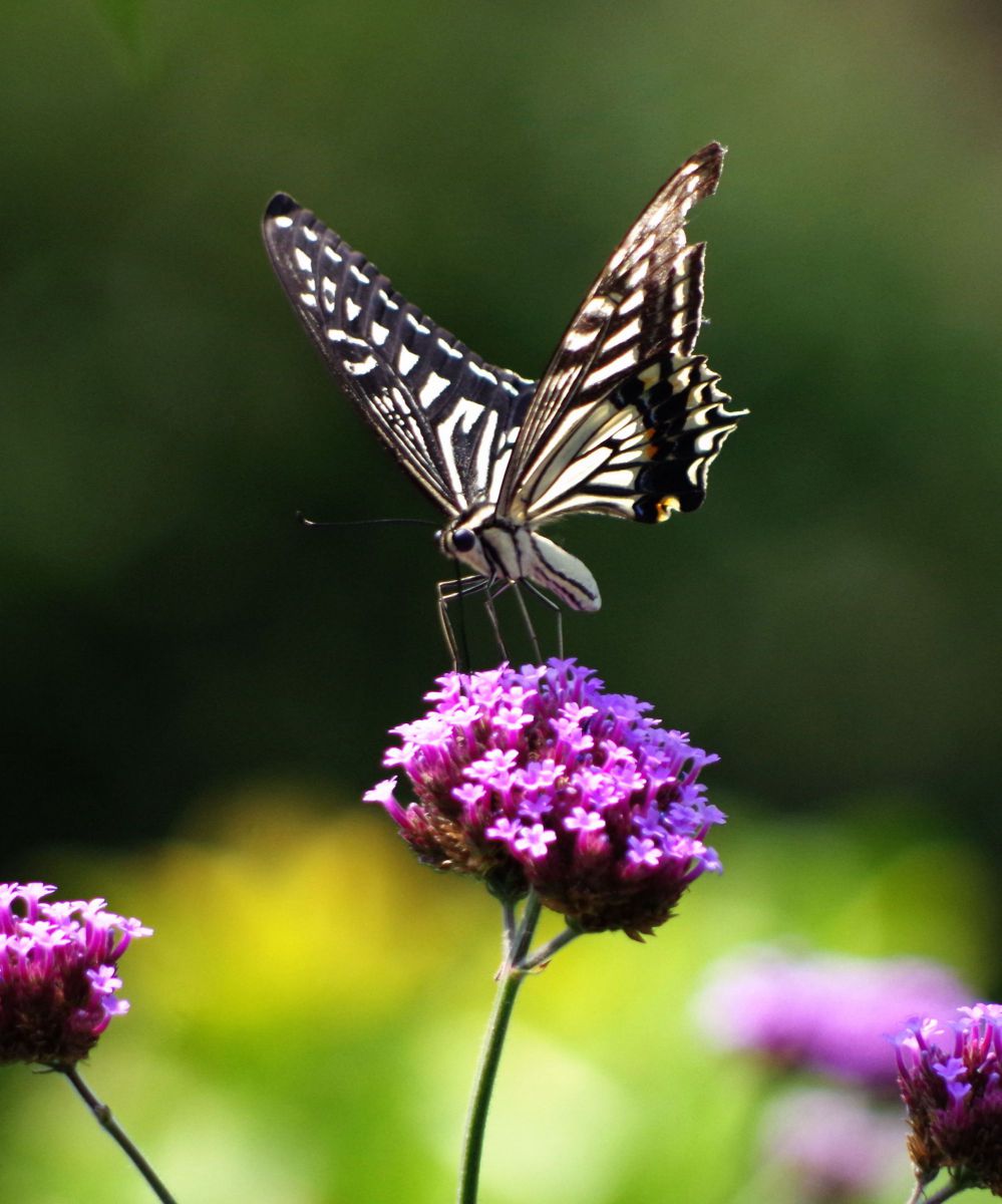 アゲハ蝶 71 | GANREF