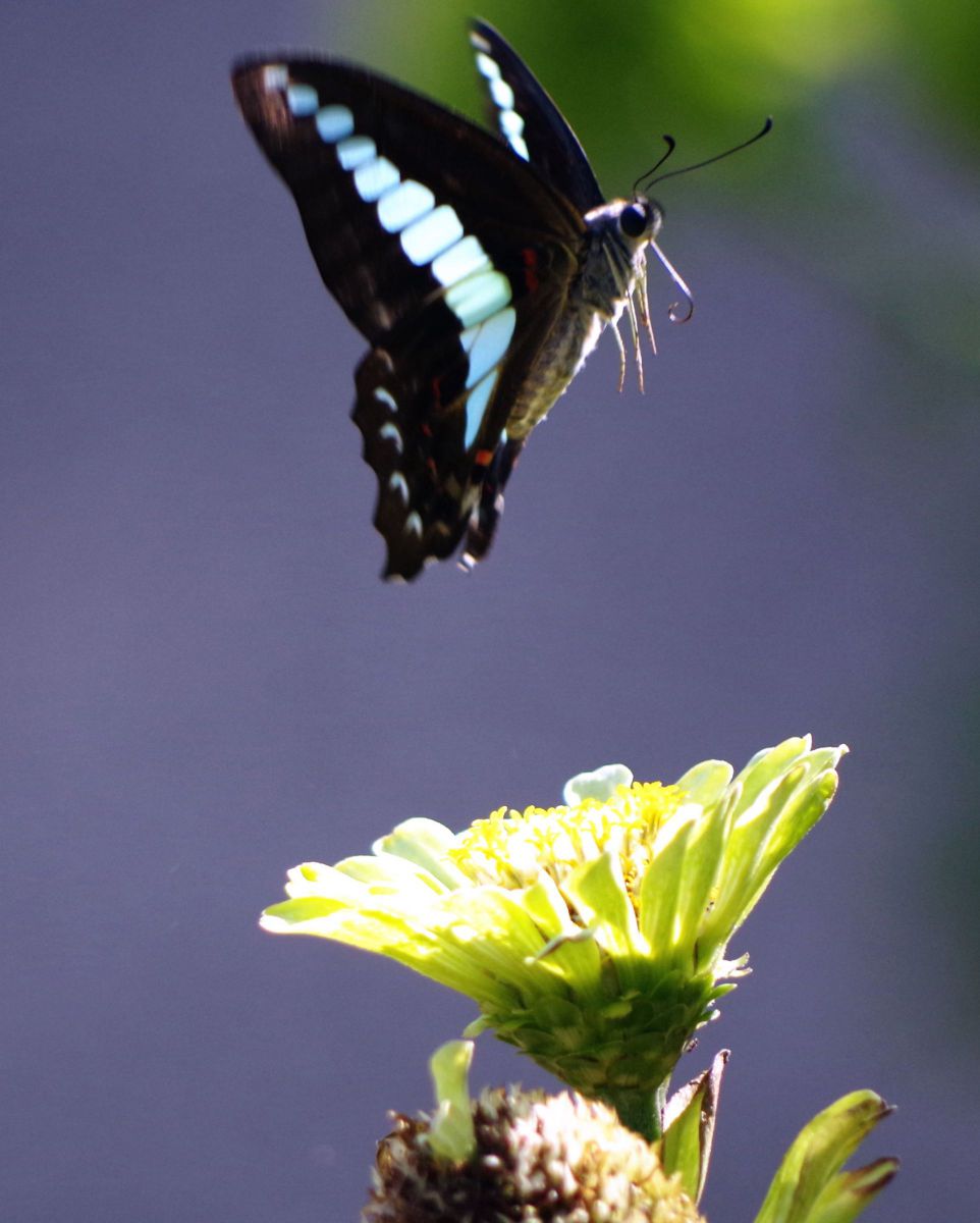 アオスジアゲハ 19 | GANREF