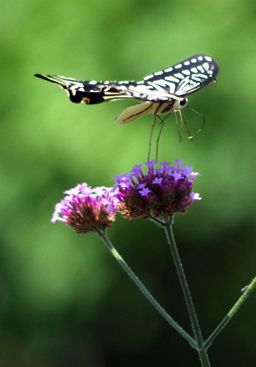 ナミアゲハ 19 | GANREF