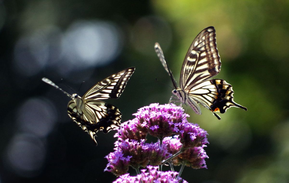 ナミアゲハ 22 | GANREF