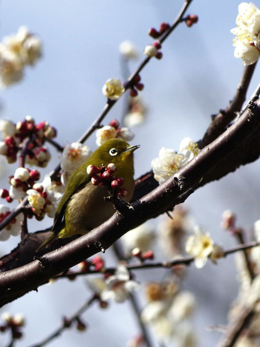 メジロ 12 | GANREF