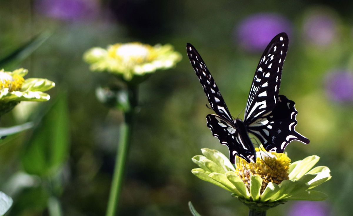 アゲハチョウ 48 | GANREF