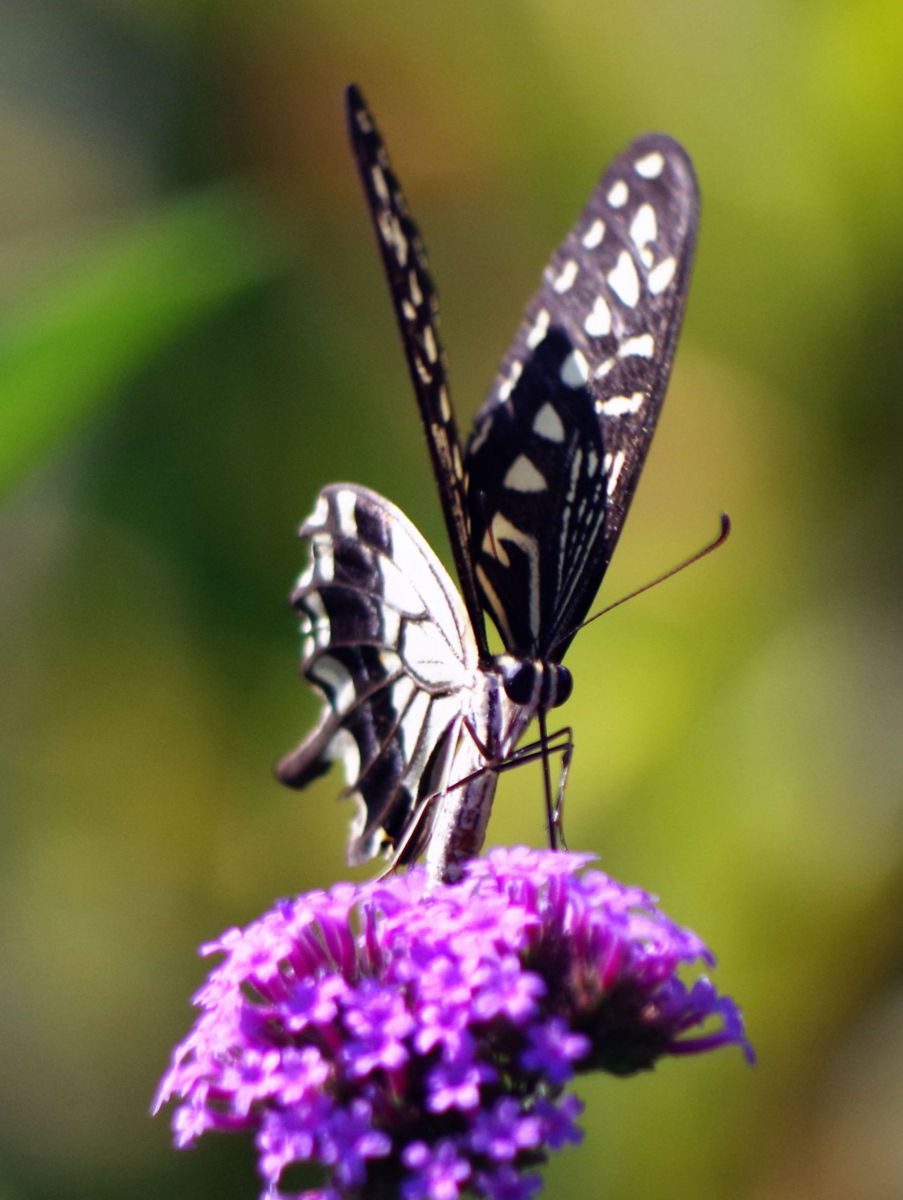 ナミアゲハ 28 | GANREF