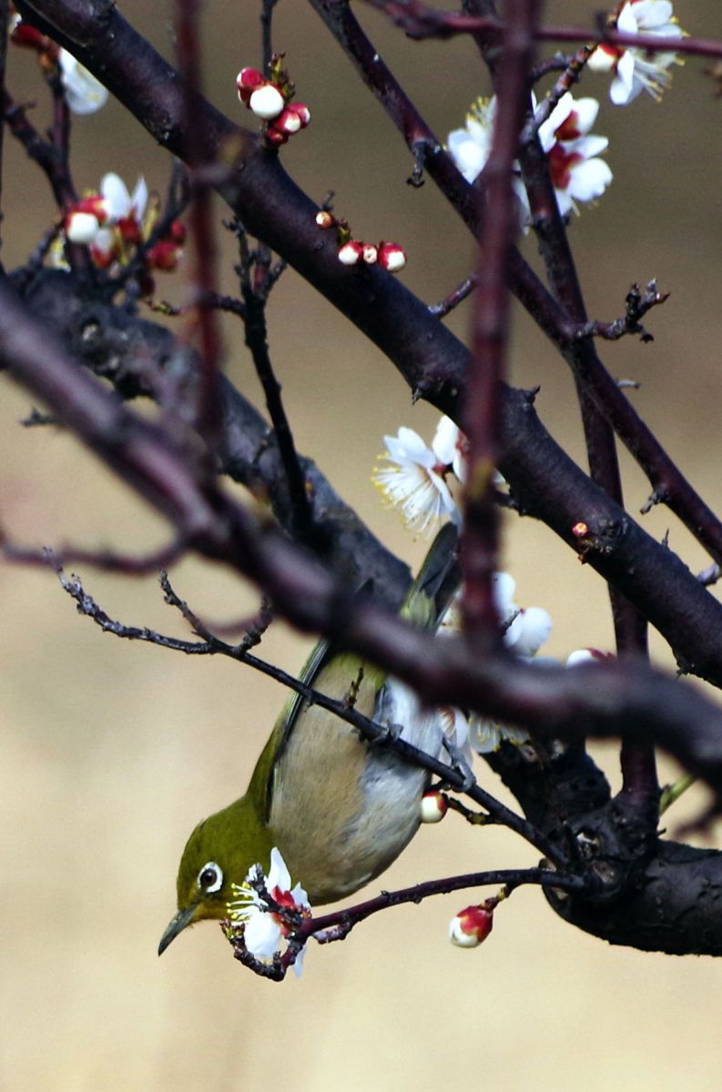 メジロ 5 | GANREF