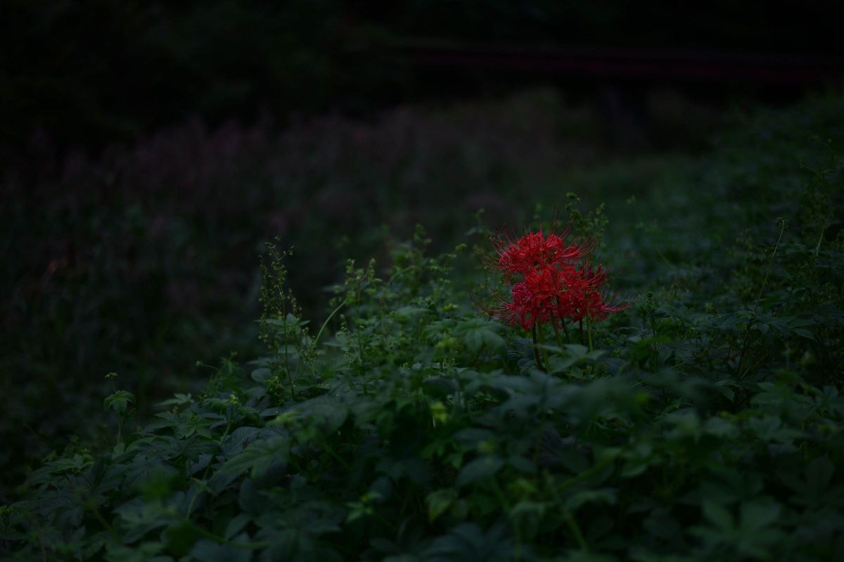 たぶんクリムゾン | GANREF