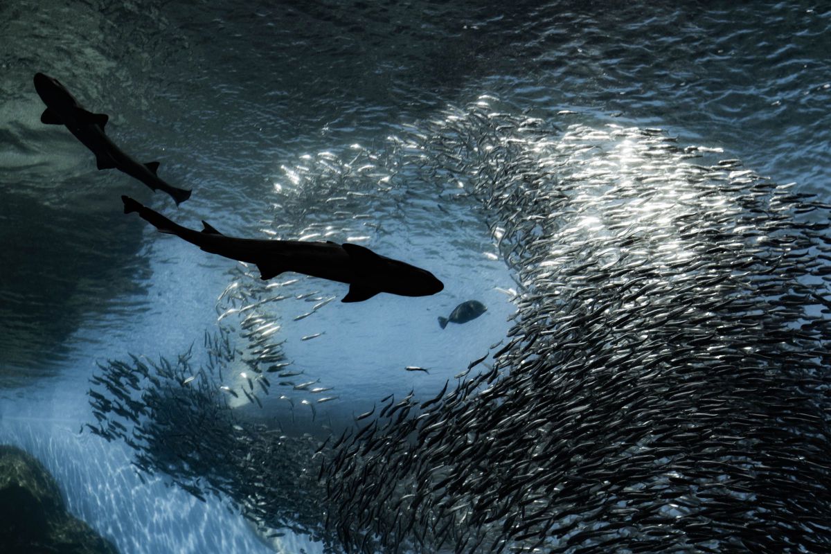 Fish tornado | GANREF