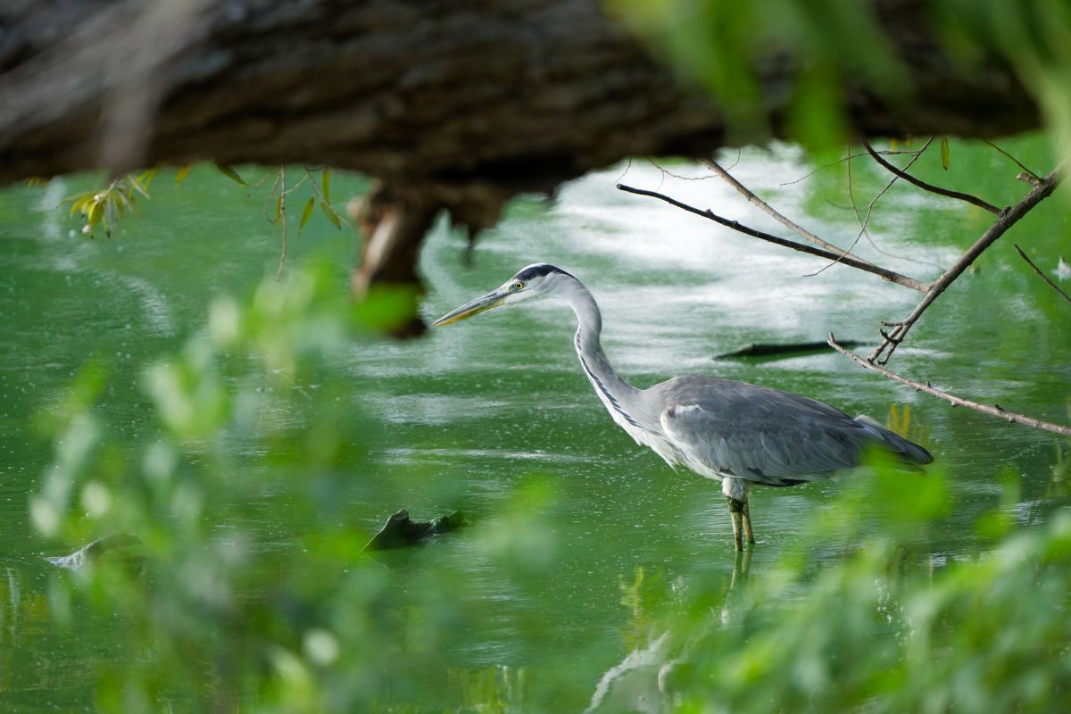 覗いてみる | GANREF