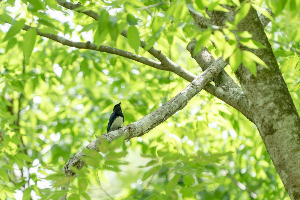 初めて撮れた | GANREF