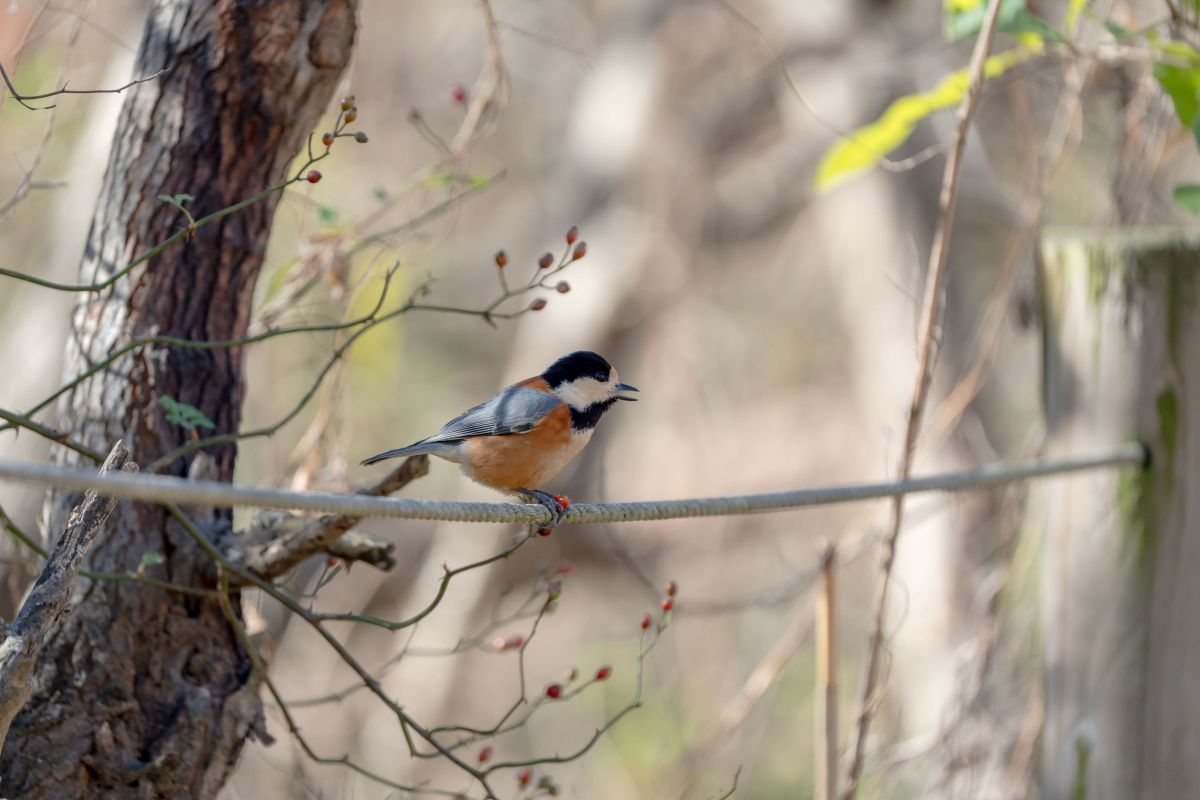 もぐもぐ | GANREF