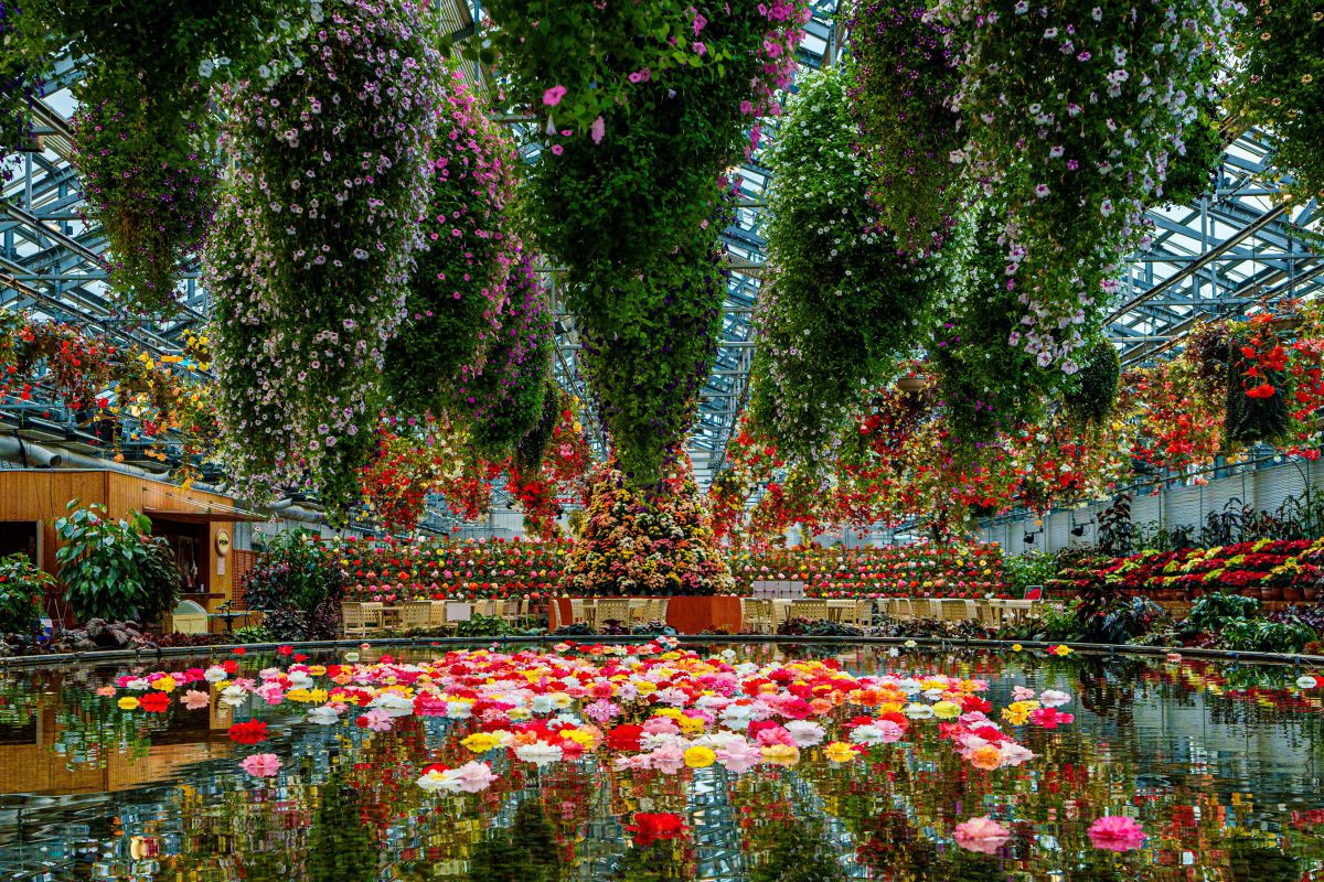 水面を彩るベゴニアの花 | GANREF