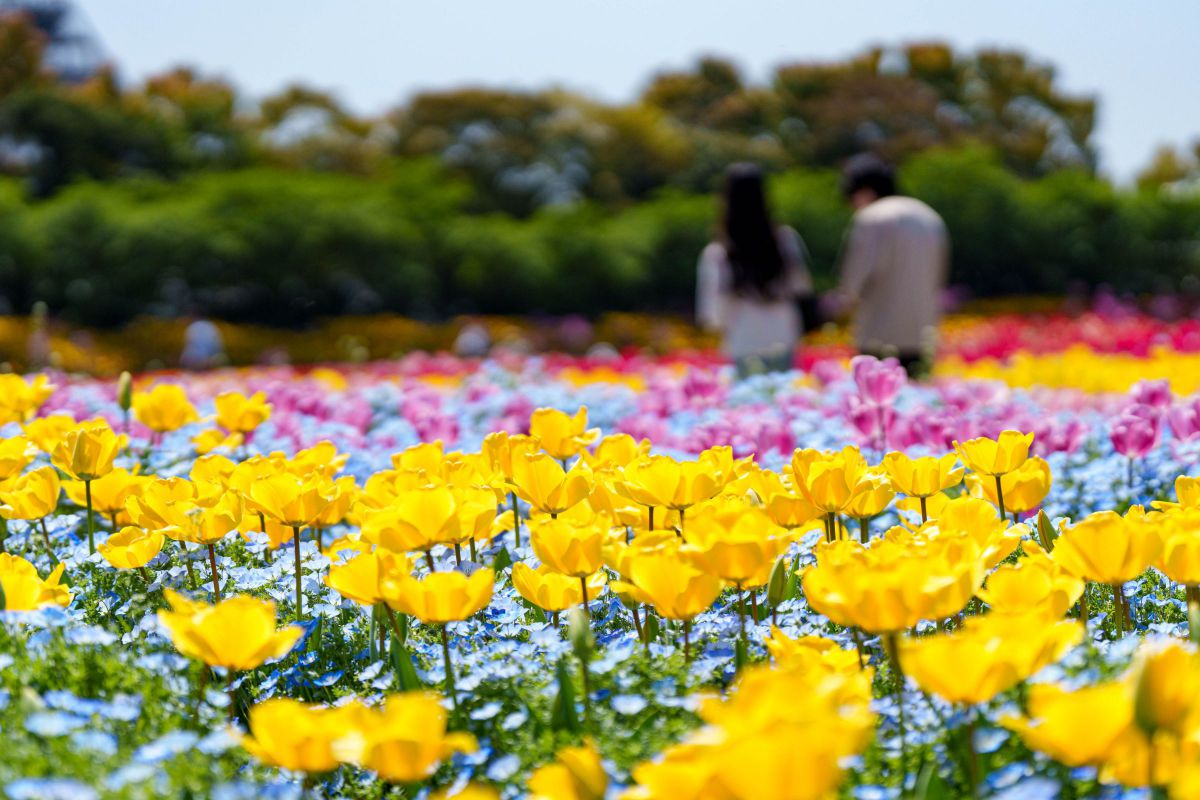 『春の共演』ーチューリップとネモフィラー | GANREF