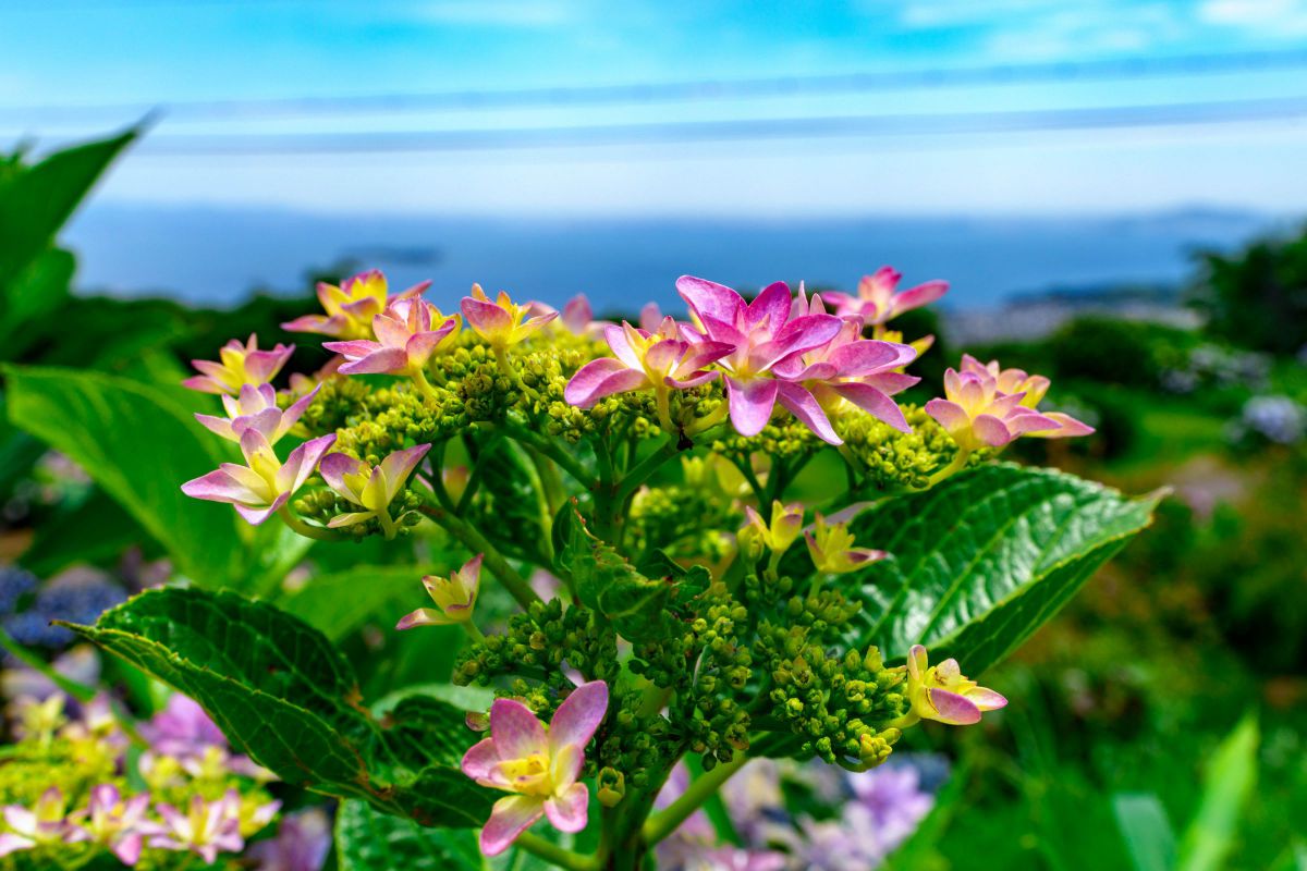 『海辺の高台を彩る』－三ヶ根山－ | GANREF