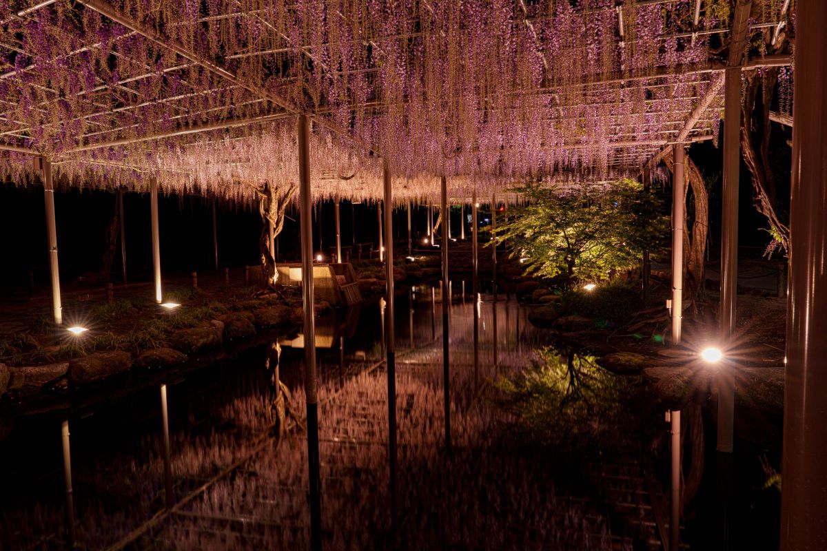 尾張津島 藤まつり －夜の帳が下りて－ | GANREF