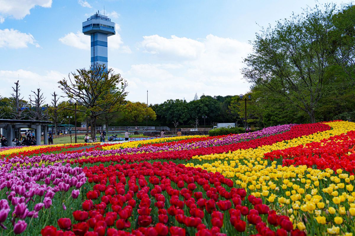 「チューリップまつりは終わったけれど････」 | GANREF