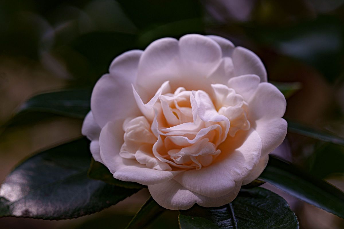 雪椿系の銘花 『雪小町』－東山動植物園 椿園－ | GANREF