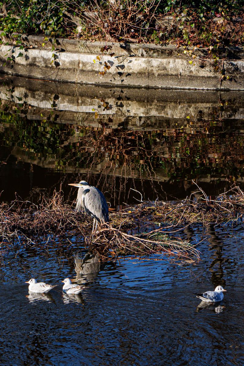 アオサギさんが守ってくれて････ | GANREF