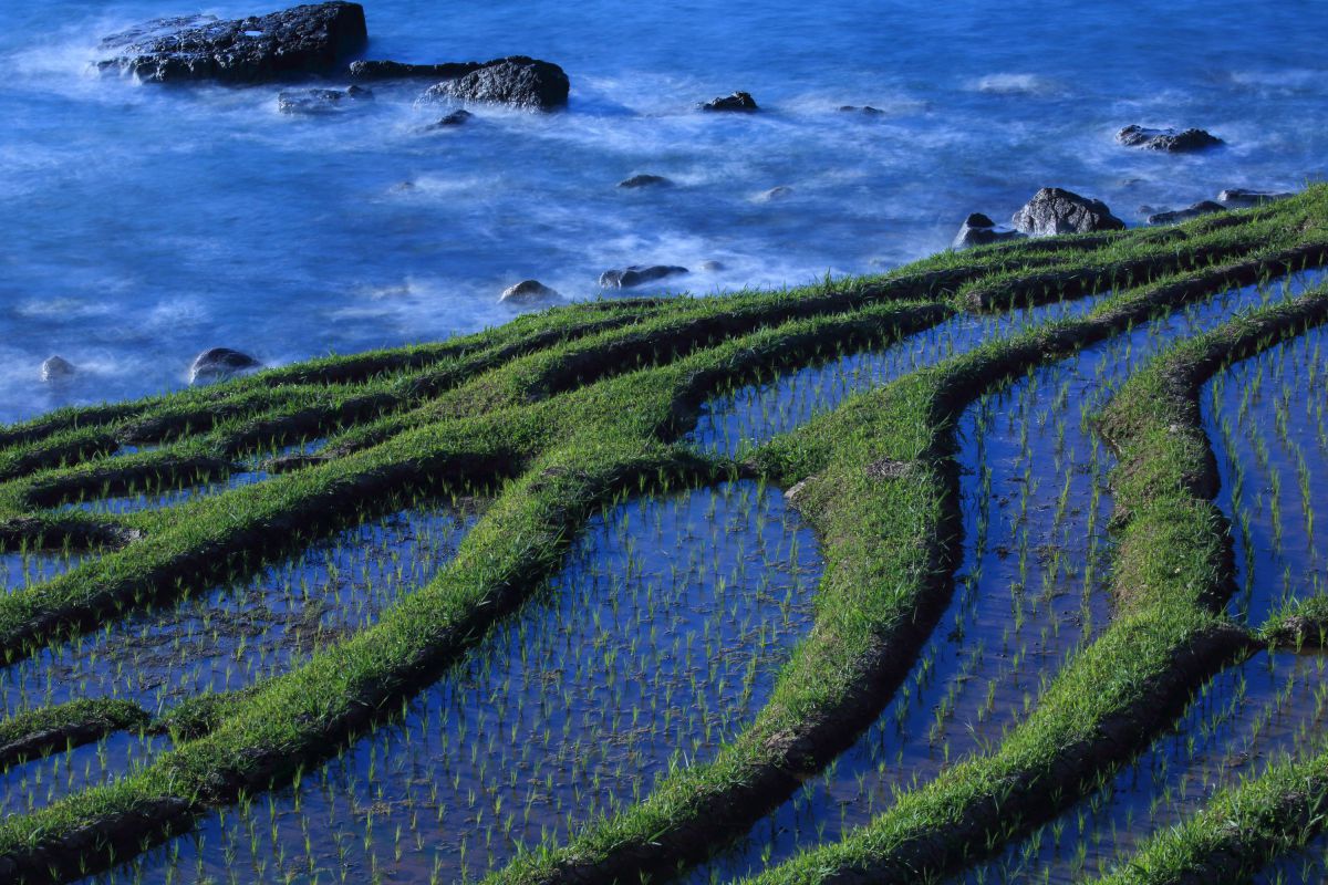 汐風の棚田・石川県白米千枚田-3 | GANREF