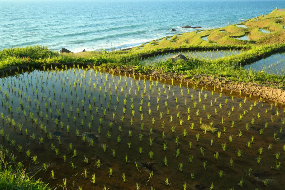 汐風の棚田・石川県白米千枚田-7 | GANREF