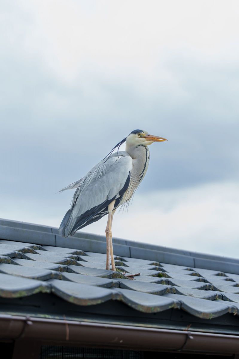 鳥はなにを見てる | GANREF