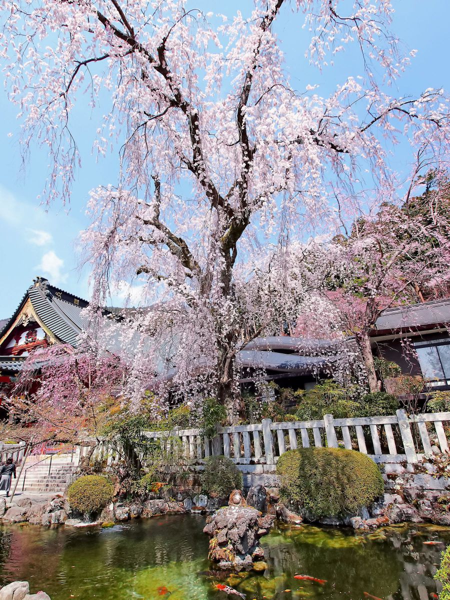 身延山のしだれ桜 (2019) | GANREF