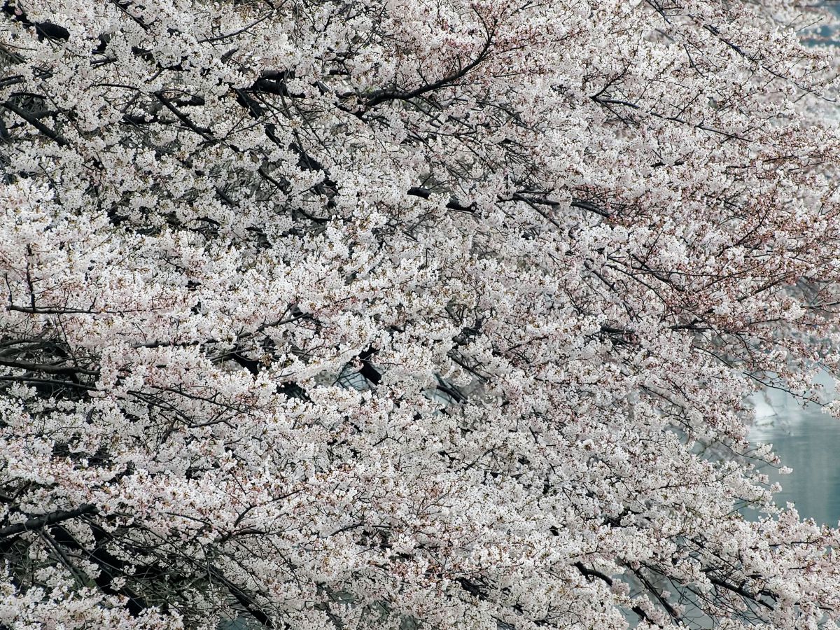 桜・千鳥ヶ淵-02 | GANREF