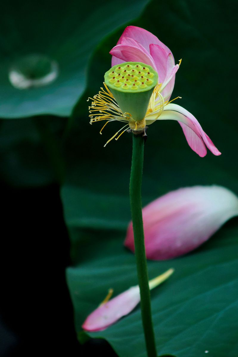 終焉の美-02 | GANREF