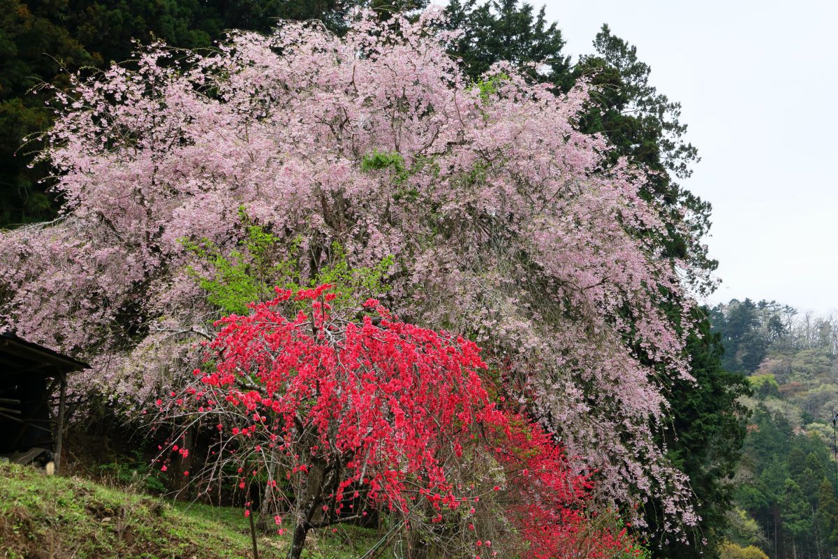 さくら（2023-11） | GANREF