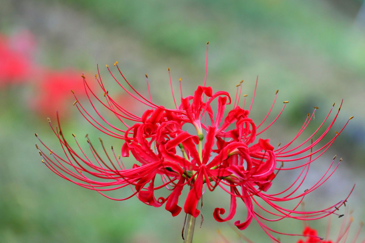 彼岸花（2023） | GANREF