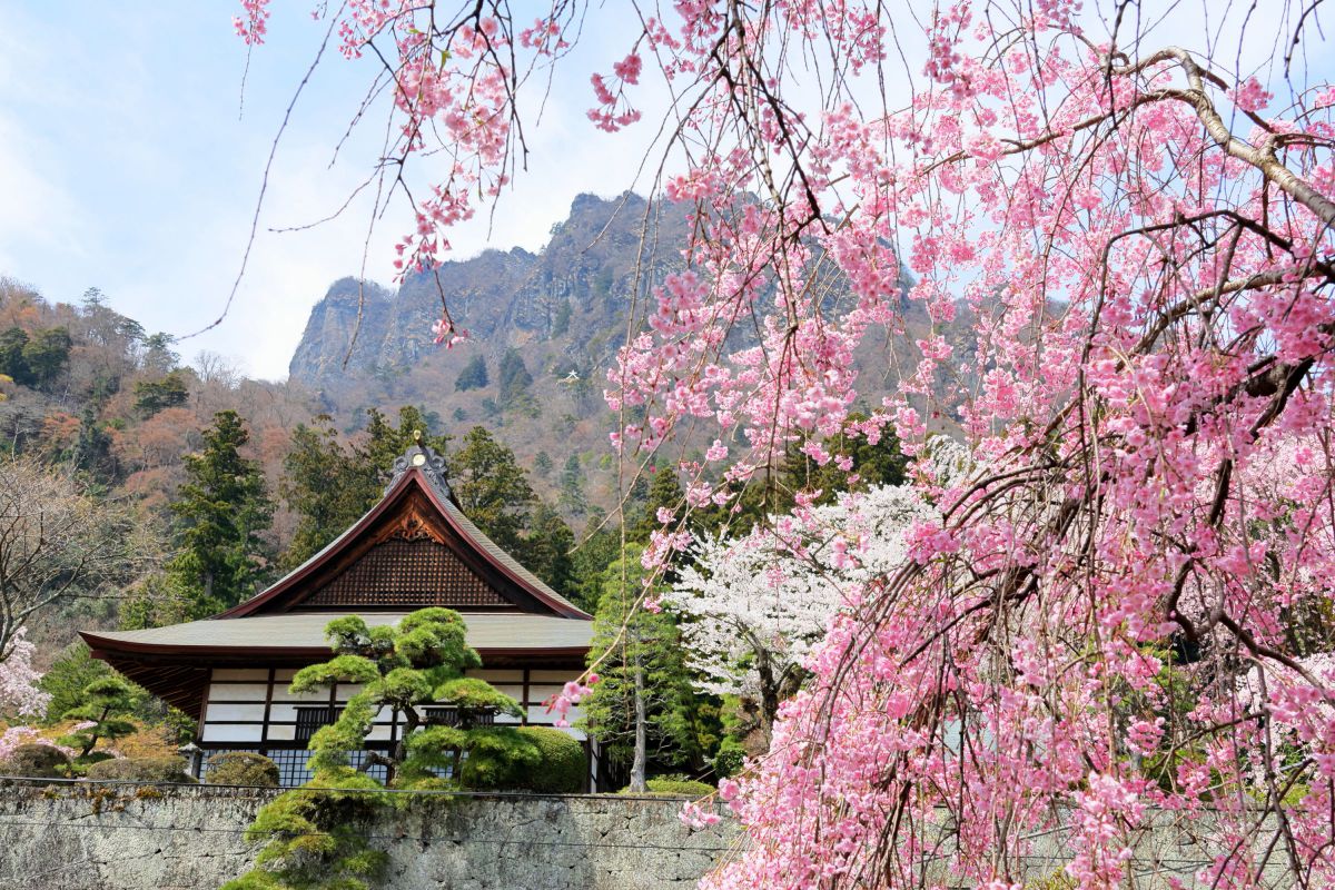 さくら（2023-08） | GANREF