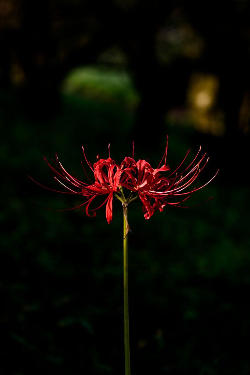 すっくと立つ | GANREF