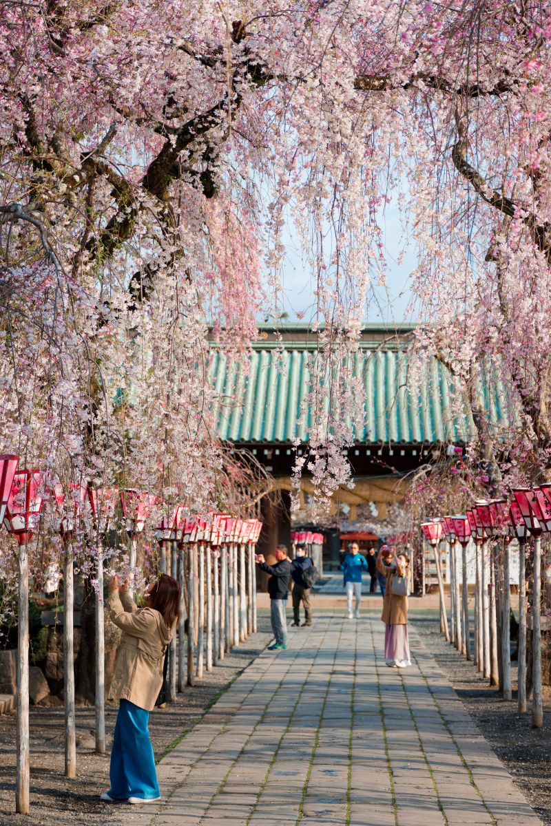 桜を撮る人々 | GANREF