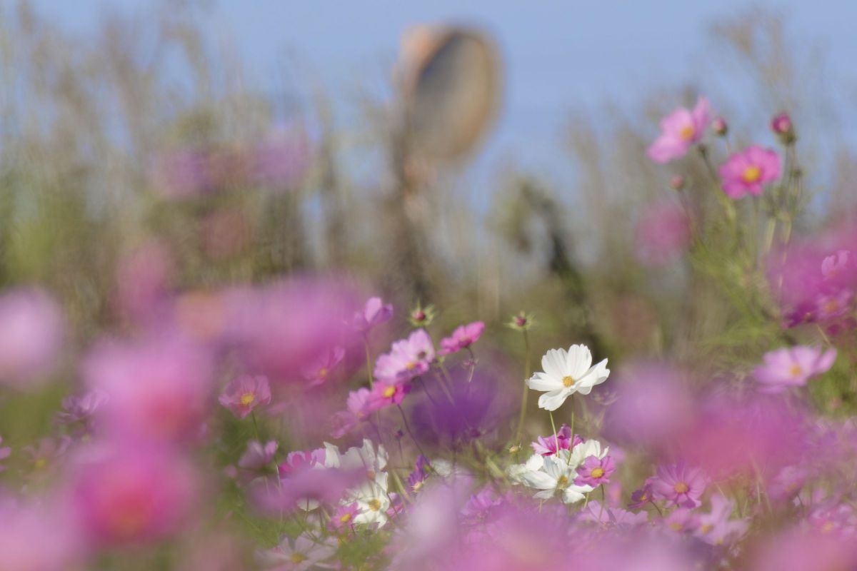 近所のコスモス | GANREF