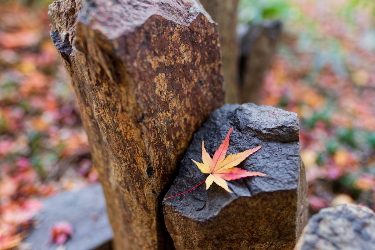 落ちてなお | GANREF