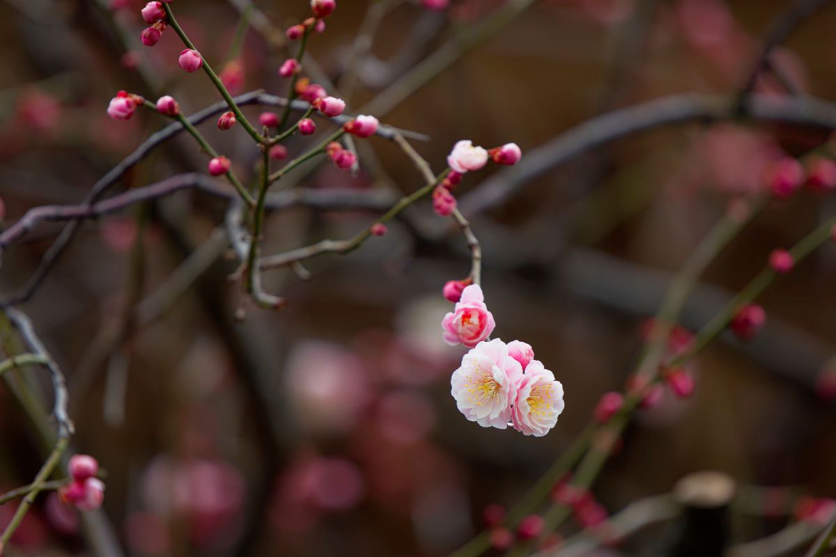 待ち望んだ春の訪れ | GANREF