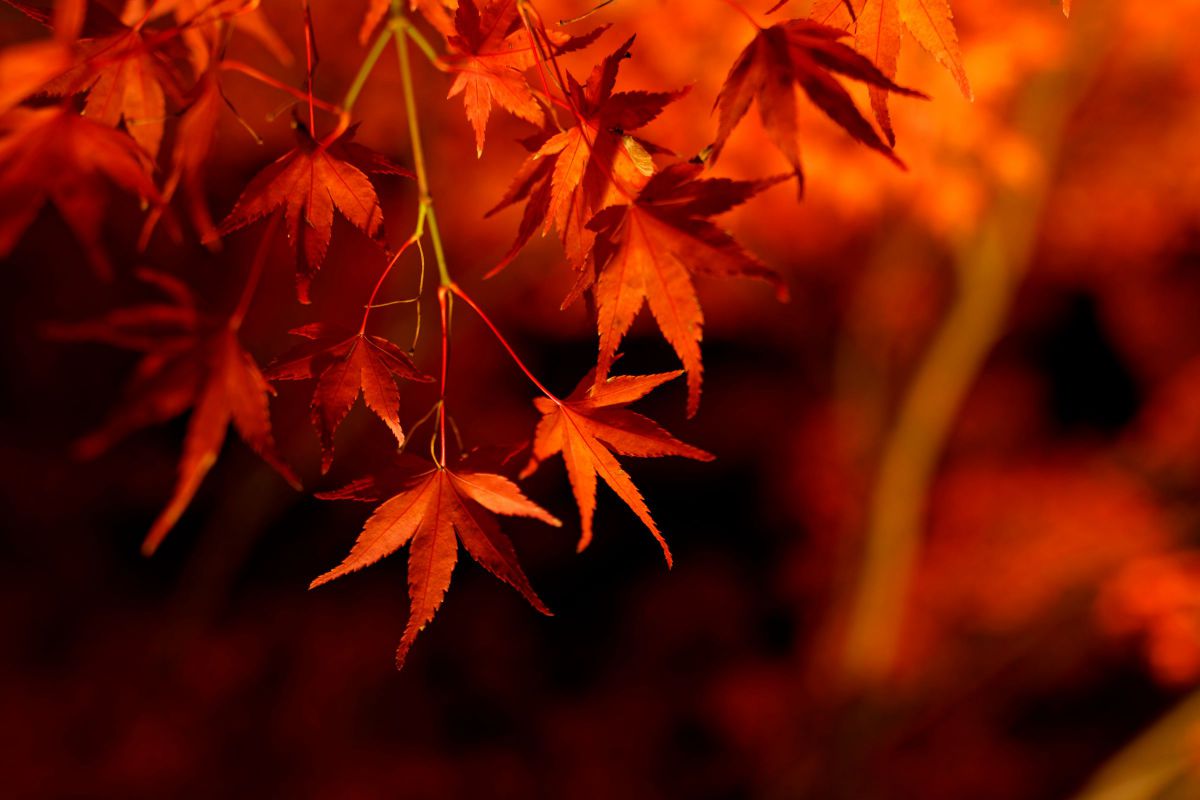 モミジの赤色 | GANREF