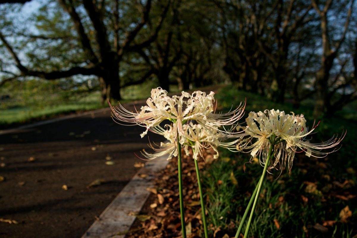 道の端に咲く | GANREF