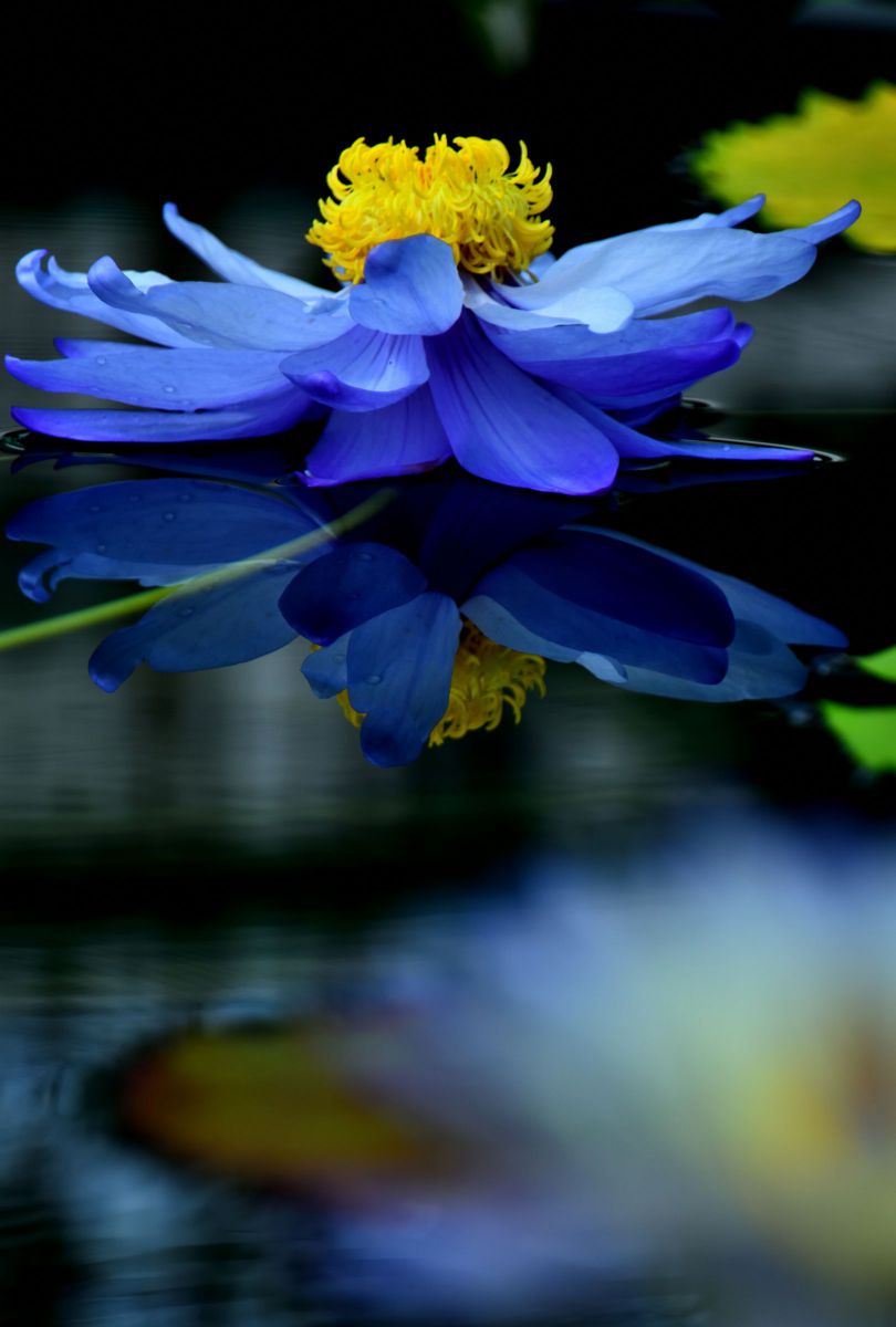 スイレン | GANREF