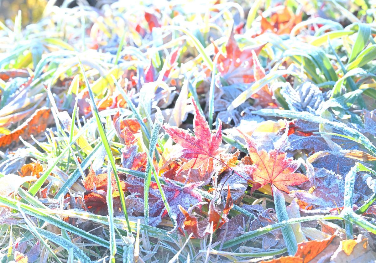 Frozen leaves | GANREF