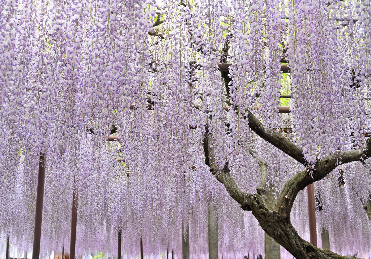 樹齢650年 | GANREF