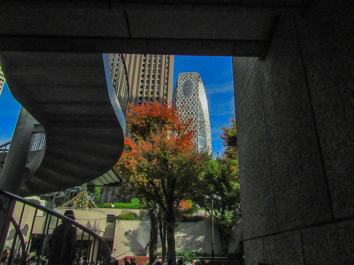 新宿の紅葉 | GANREF