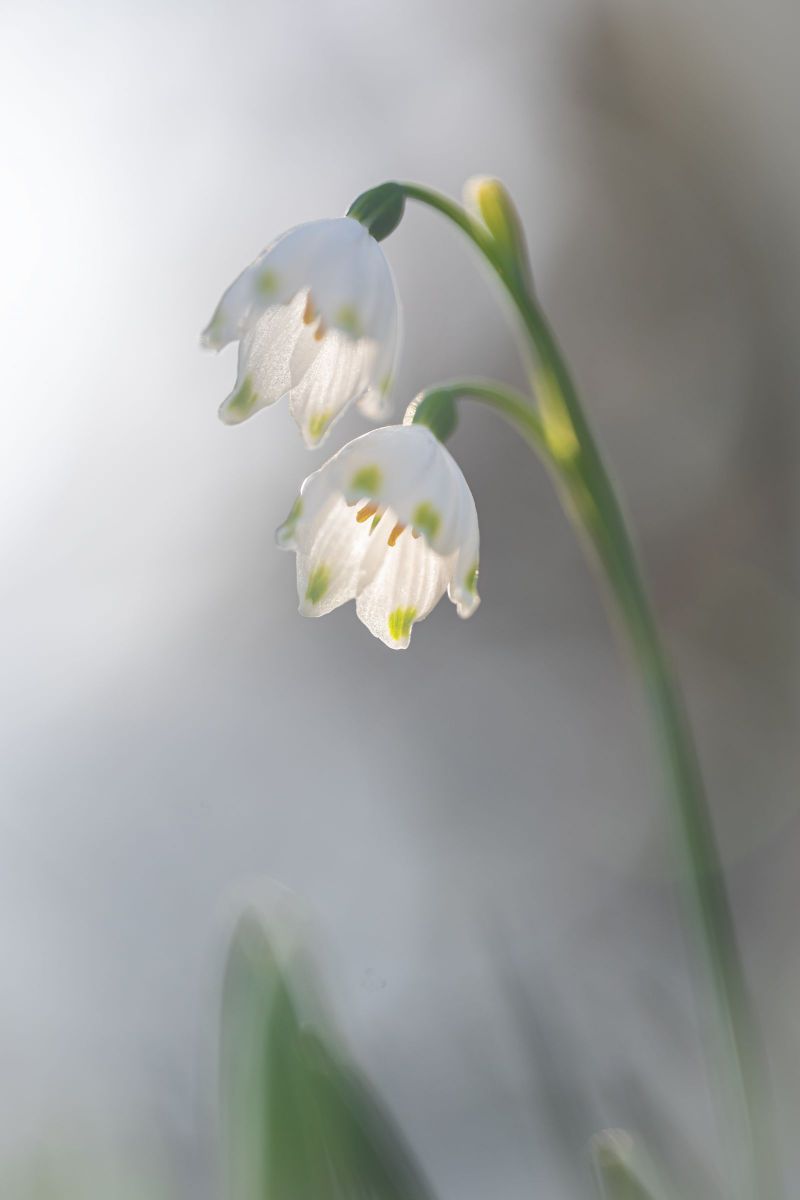 スノーフレーク. | GANREF