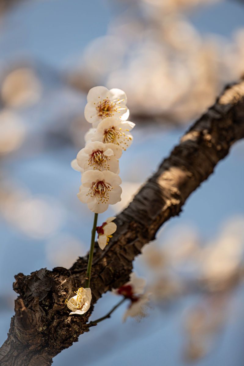 老木梅に花咲く | GANREF