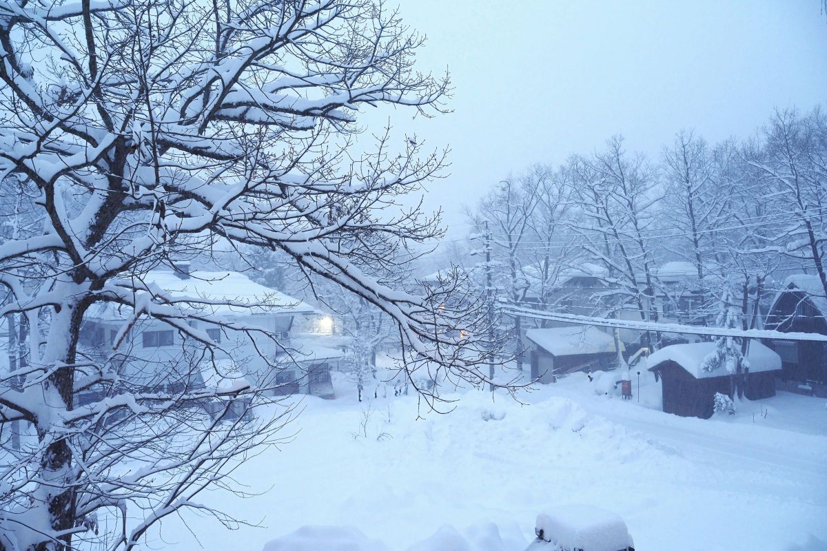 snow garden | GANREF