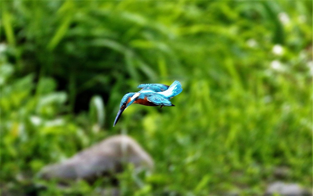 445 野鳥観察 翡翠 ダ－イブ （2） | GANREF