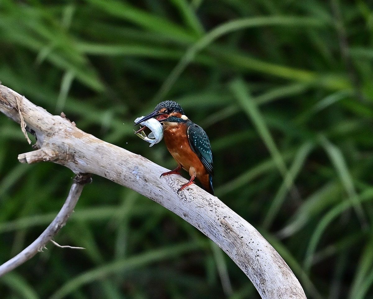 prime take out | GANREF