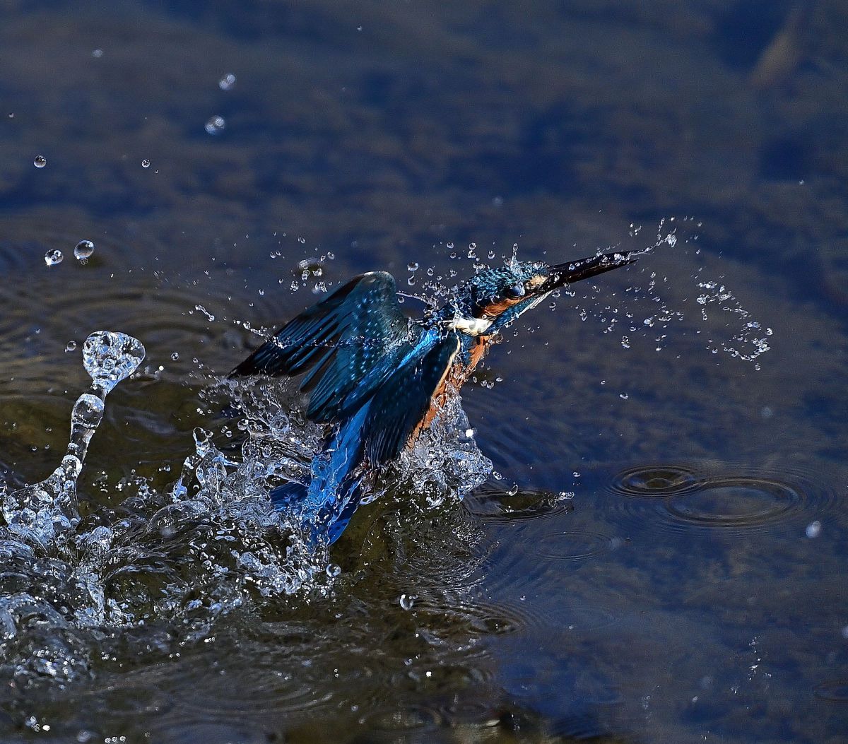 splash of watr | GANREF